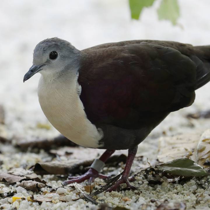 Animals and Zones | Bird Paradise