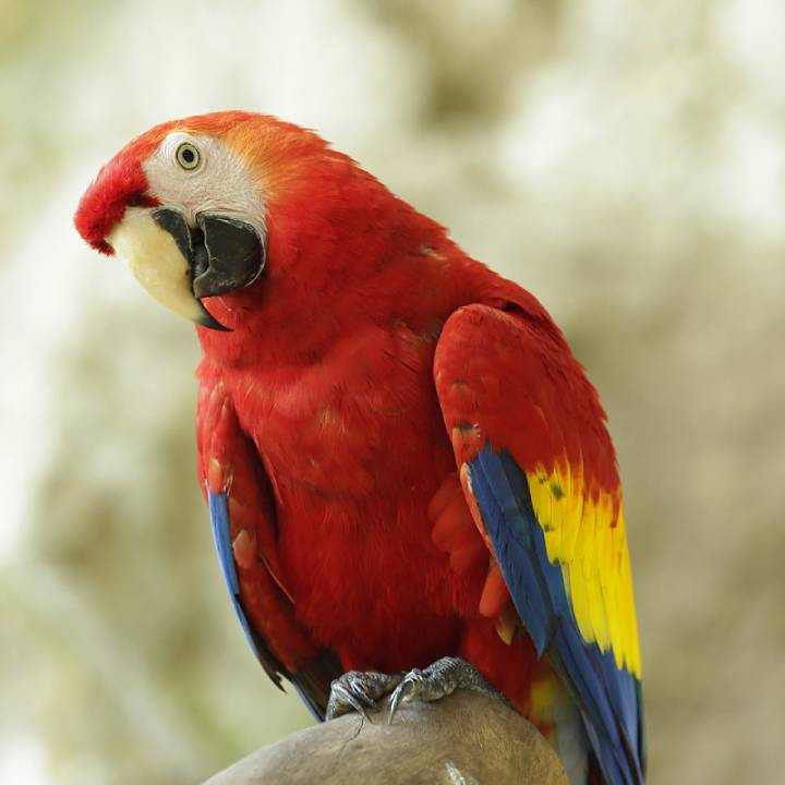 Animals and Zones | Bird Paradise