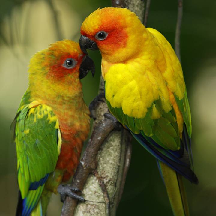 Animals and Zones | Bird Paradise