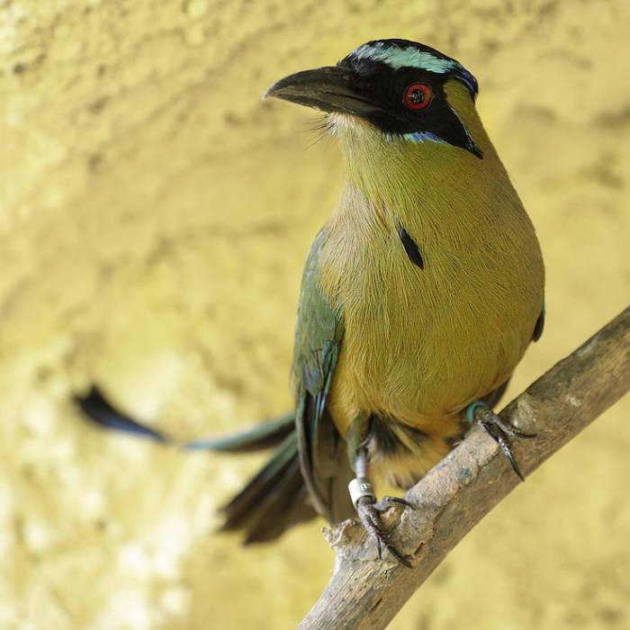 Amazonian motmot - Bird Paradise | Mandai Wildlife Reserve