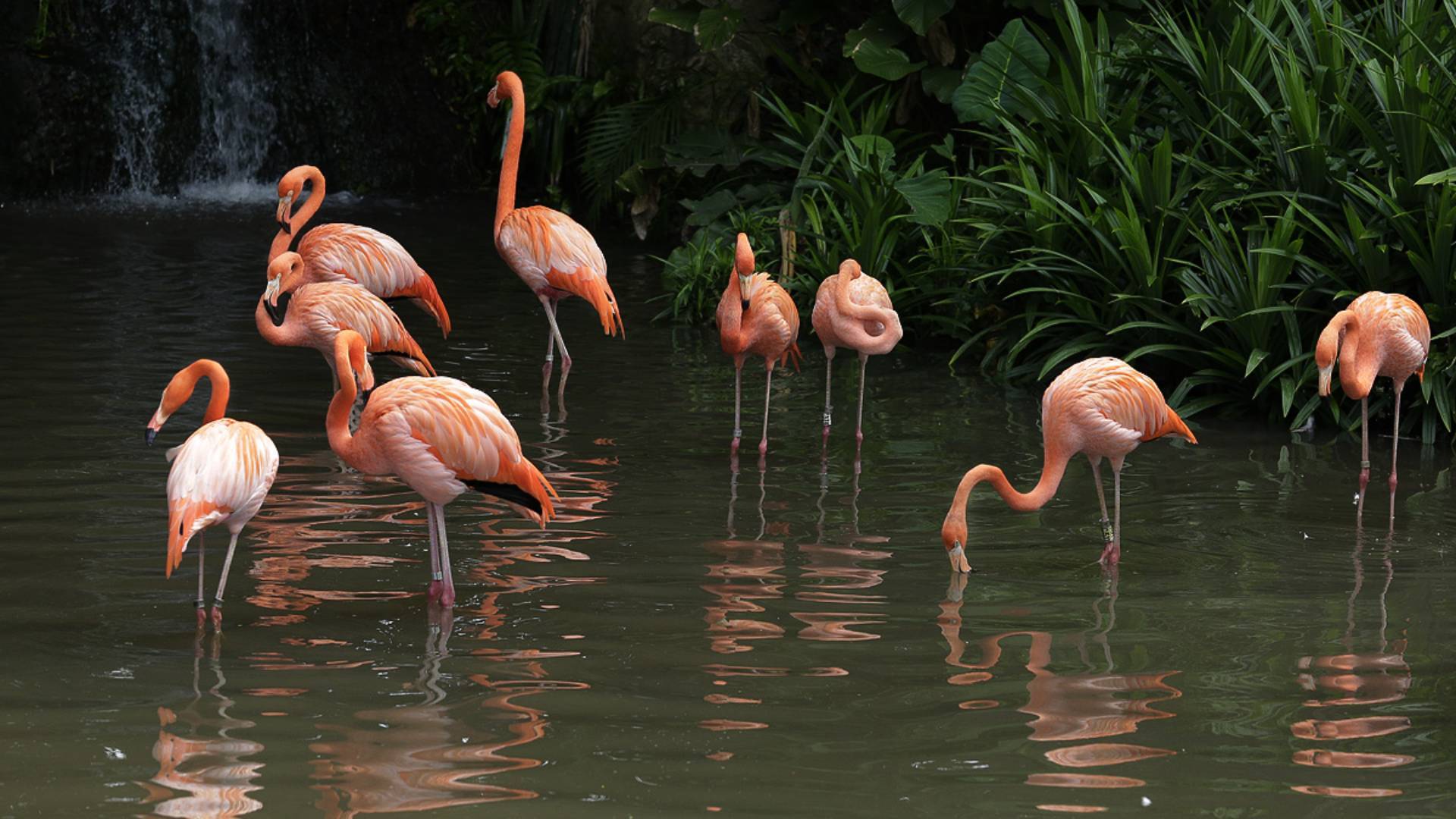 American Flamingo - Bird Paradise | Mandai Wildlife Reserve
