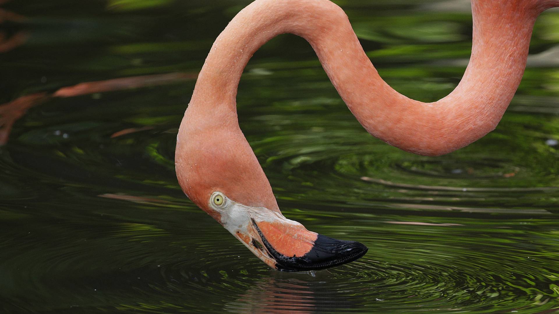 American Flamingo - Bird Paradise | Mandai Wildlife Reserve