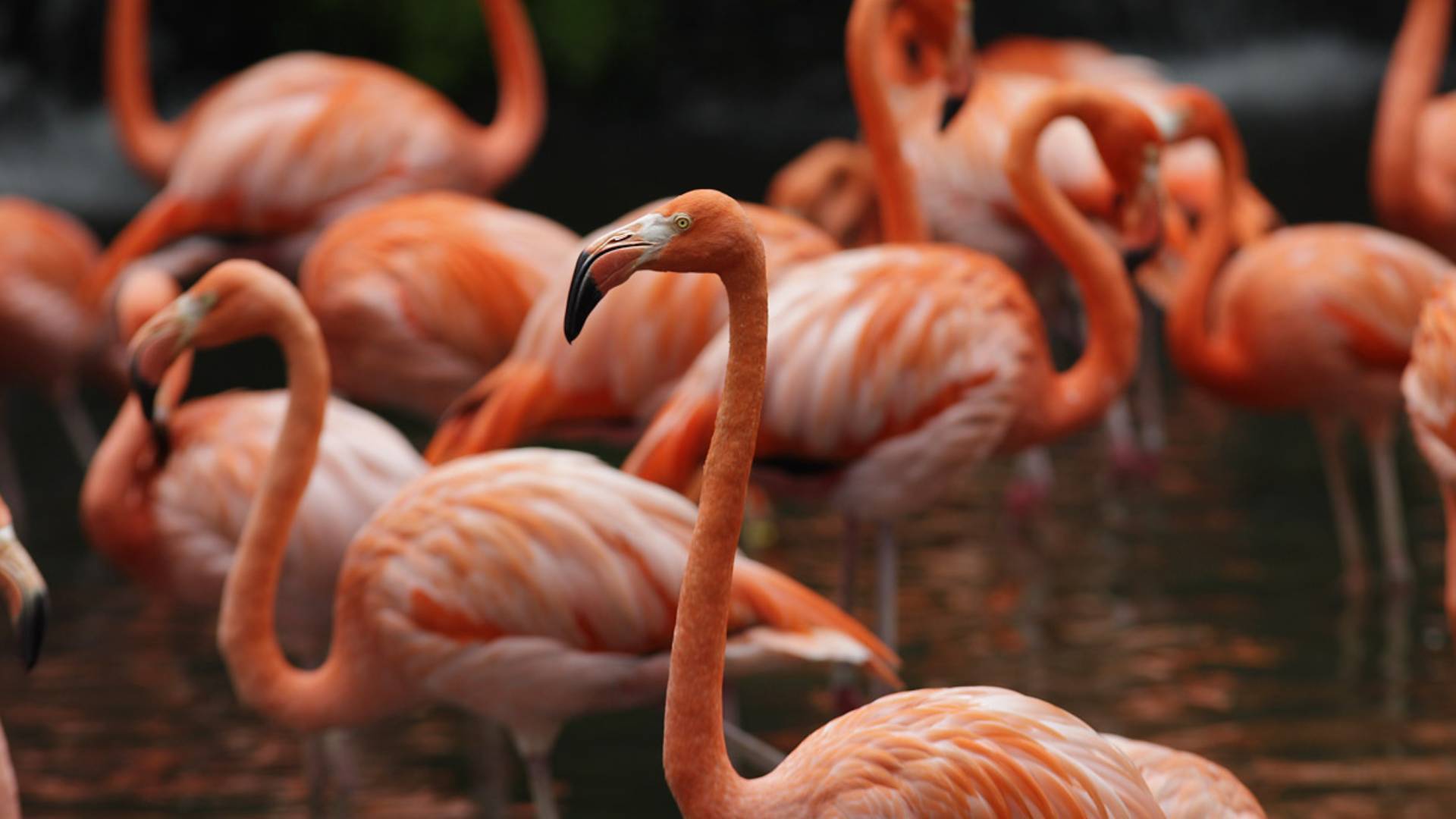 American Flamingo - Bird Paradise | Mandai Wildlife Reserve