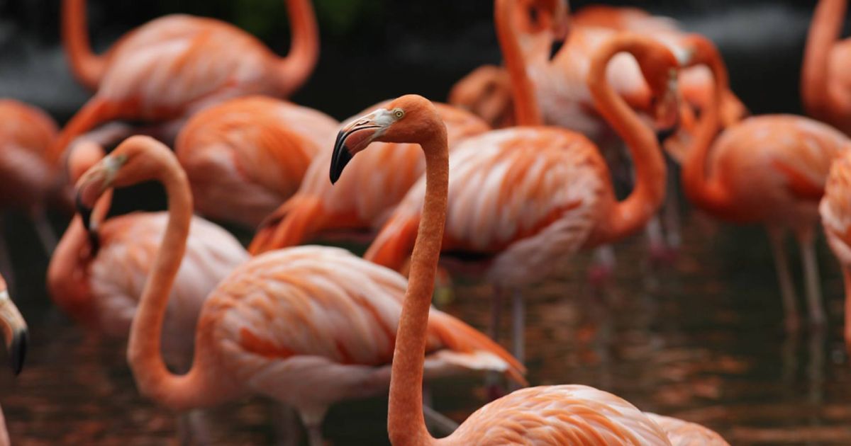American Flamingo - Bird Paradise | Mandai Wildlife Reserve