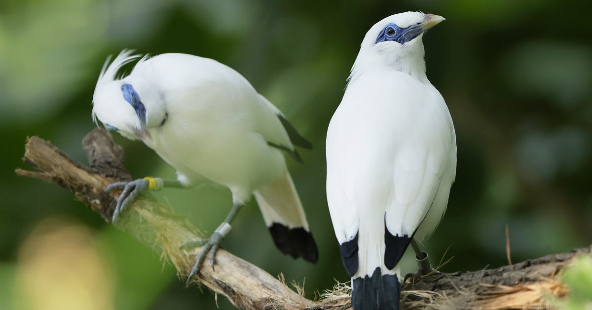 Bali Myna - Bird Paradise | Mandai Wildlife Reserve