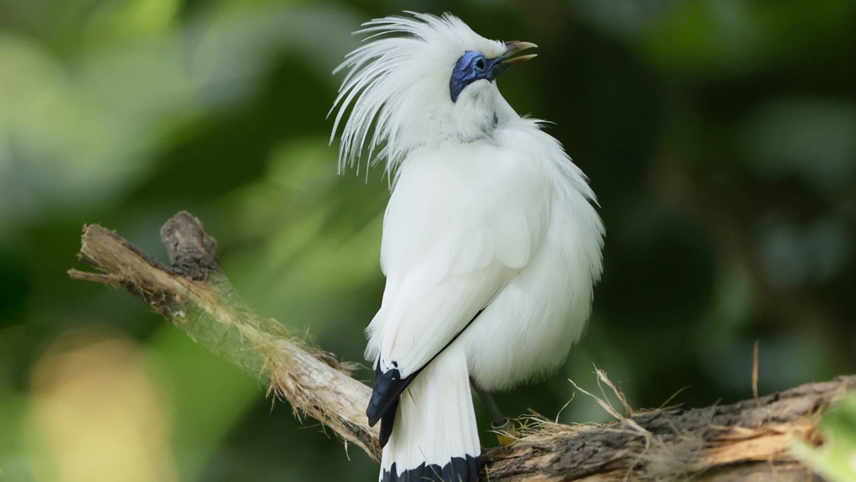 Bali Myna - Bird Paradise | Mandai Wildlife Reserve