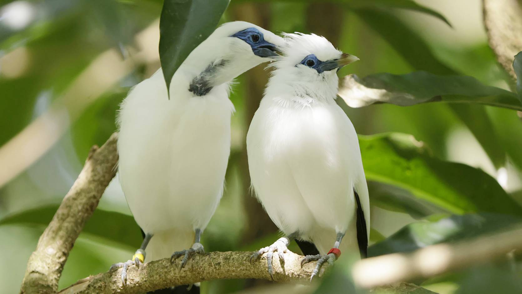 Bali Myna - Bird Paradise | Mandai Wildlife Reserve