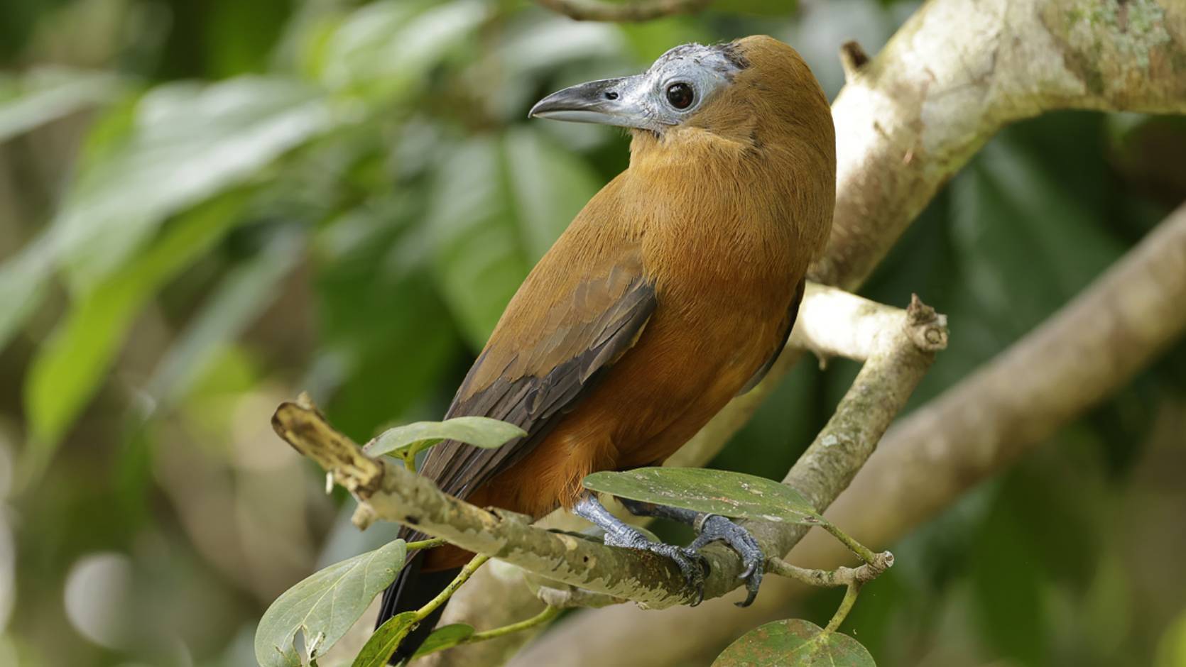 Capuchinbird - Bird Paradise | Mandai Wildlife Reserve