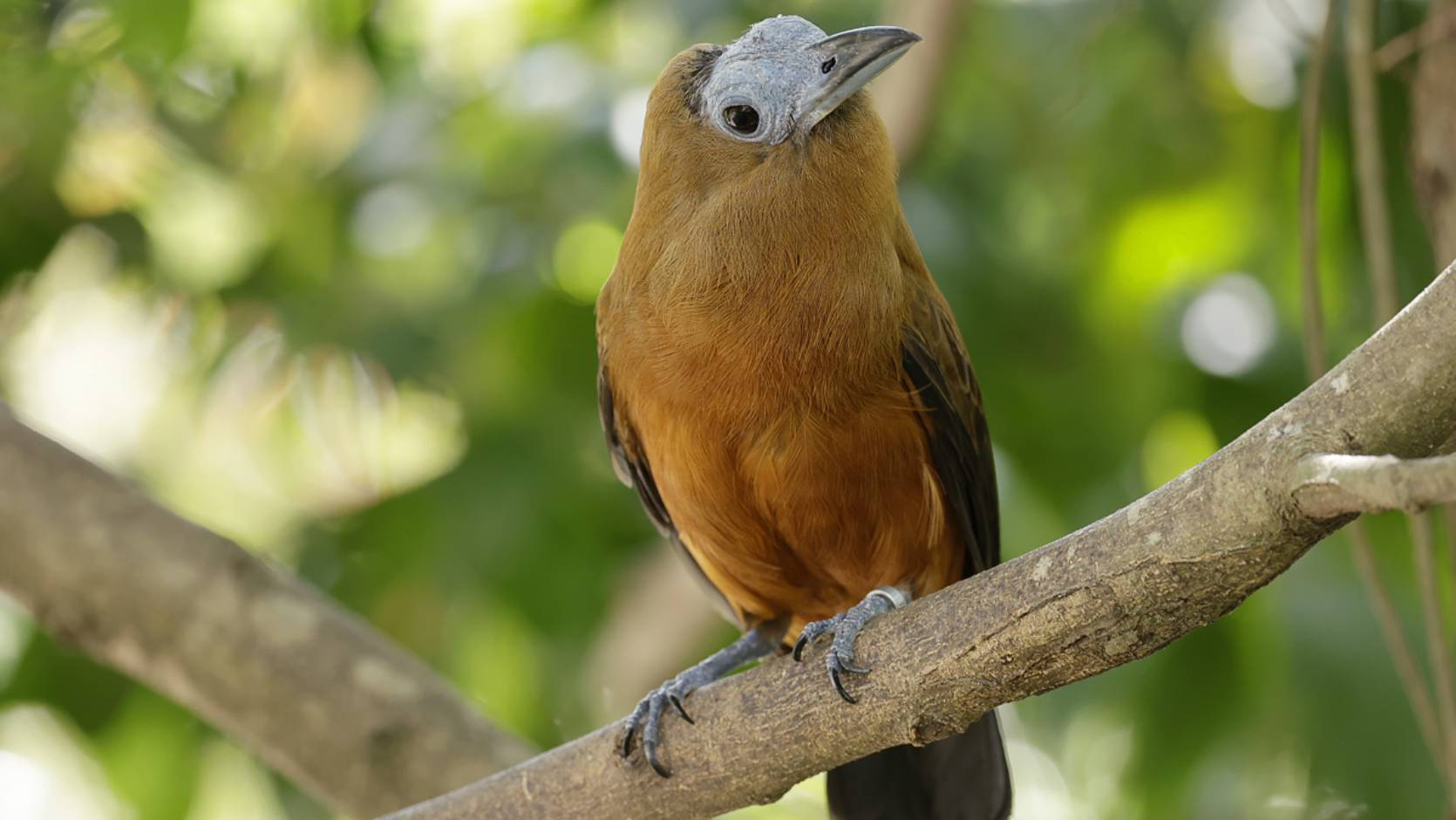 Capuchinbird - Bird Paradise | Mandai Wildlife Reserve
