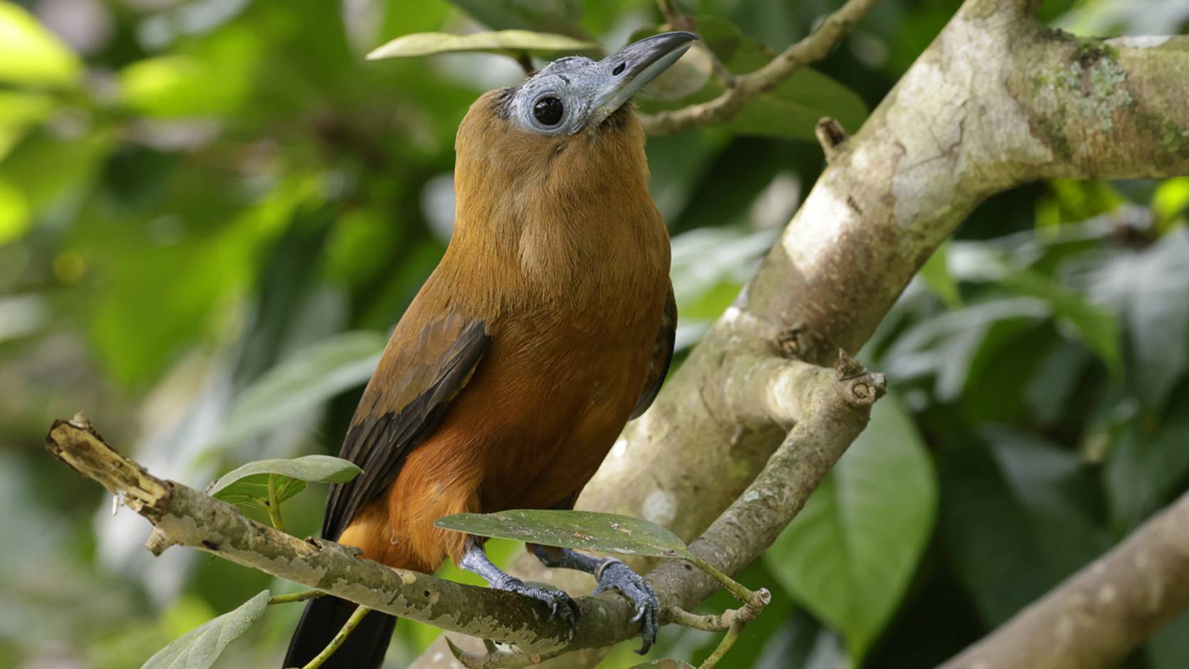 Capuchinbird - Bird Paradise | Mandai Wildlife Reserve