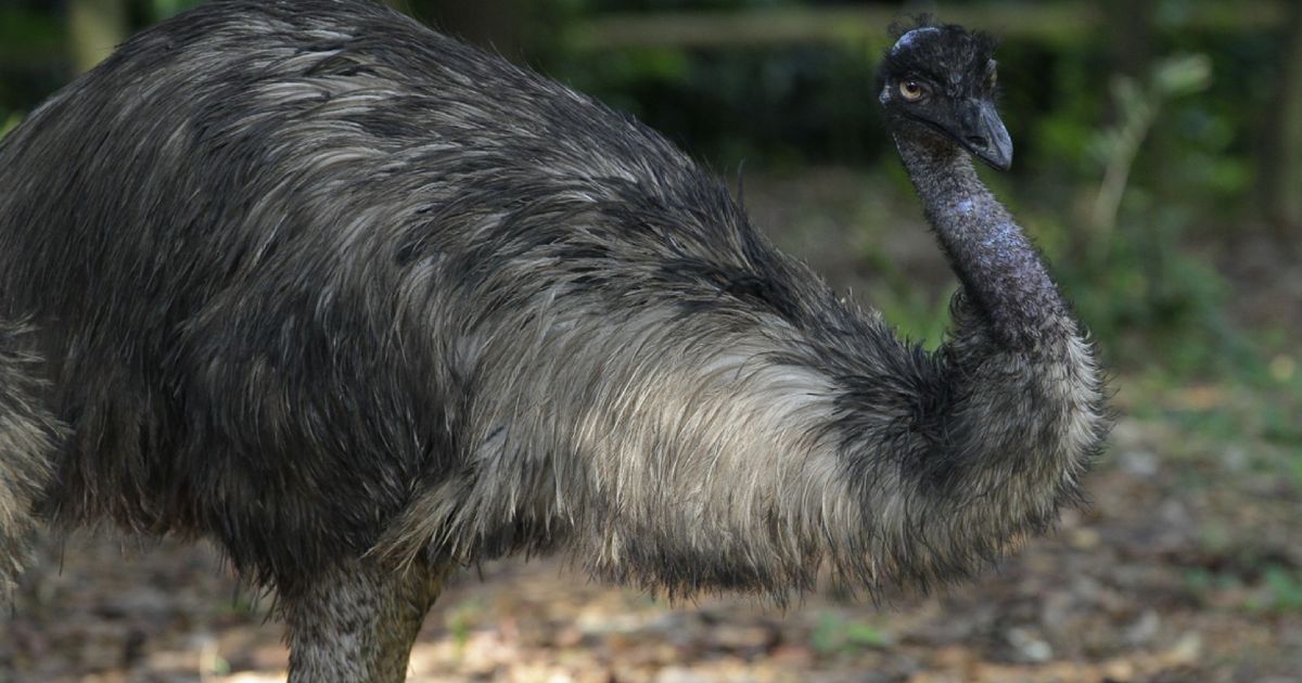Emu Bird