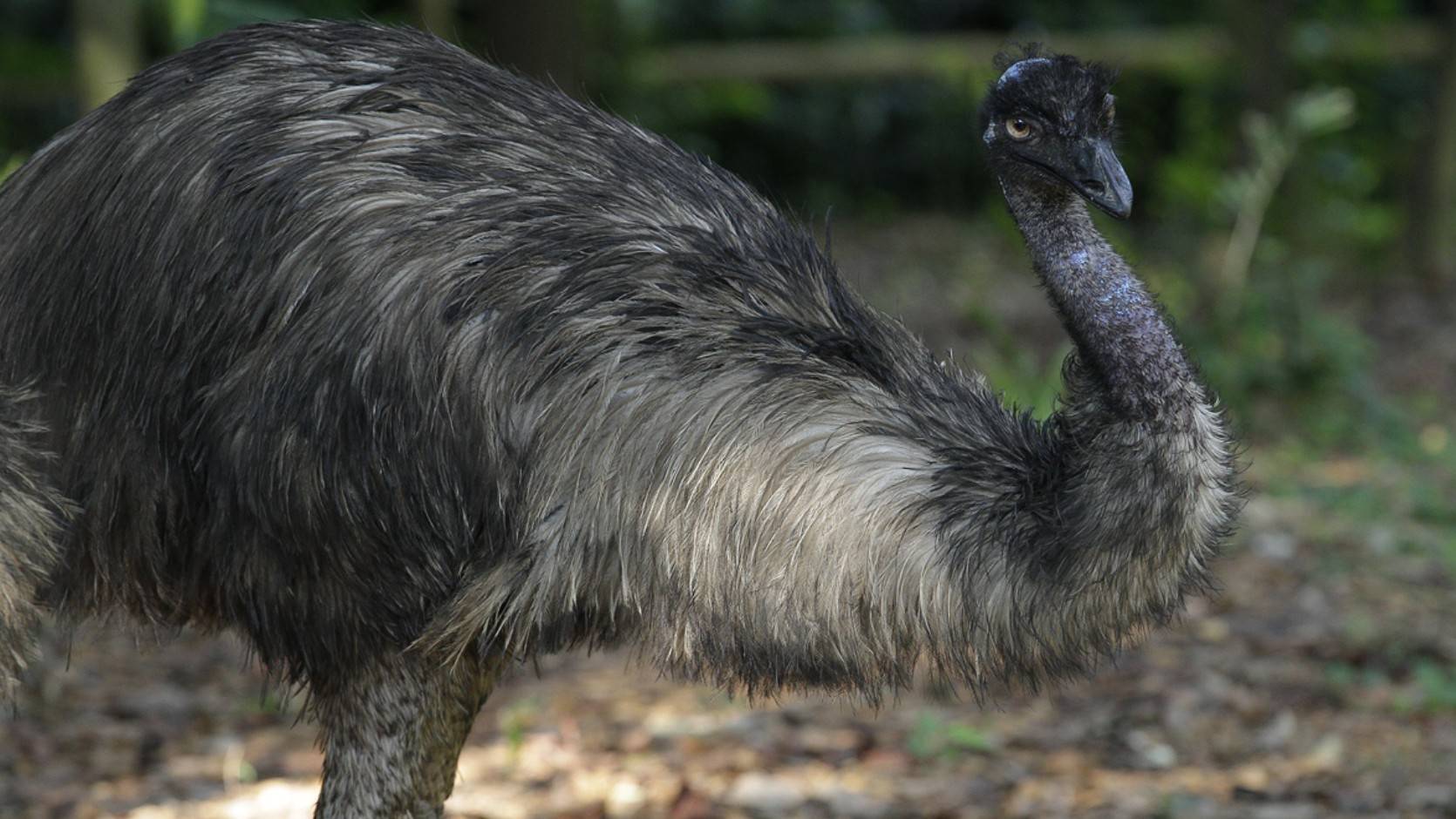 Emu - Bird Paradise