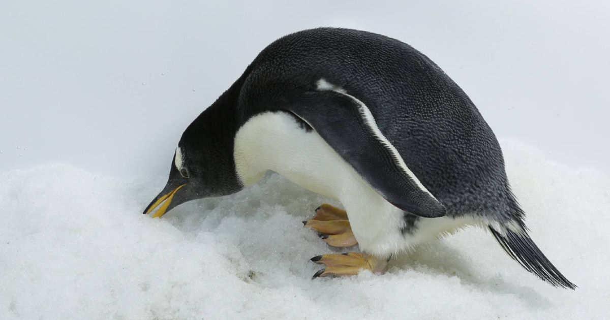 Gentoo Penguin - Bird Paradise | Mandai Wildlife Reserve