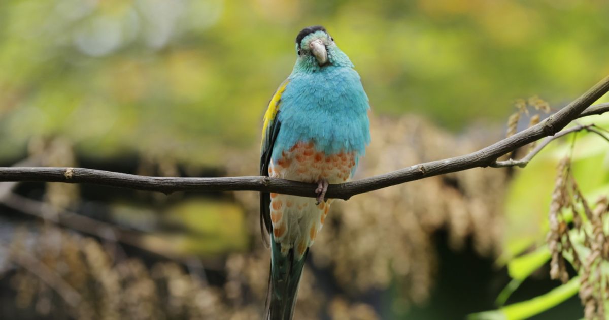 Golden-shouldered Parrot - Bird Paradise | Mandai Wildlife Reserve