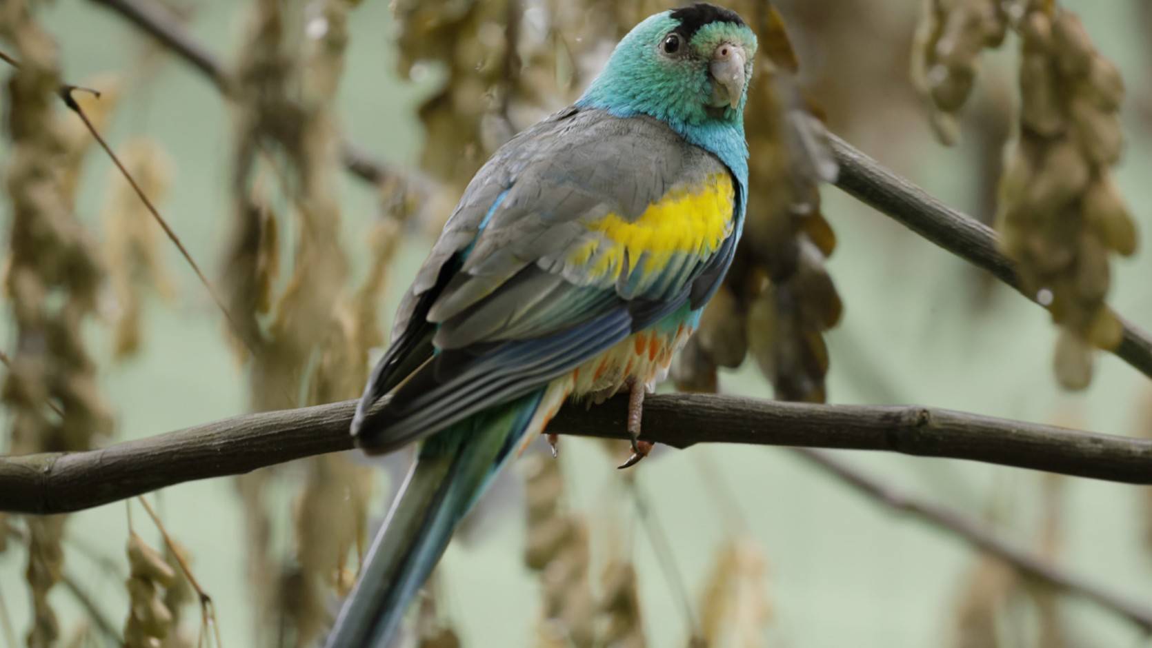 Golden-shouldered Parrot - Bird Paradise | Mandai Wildlife Reserve