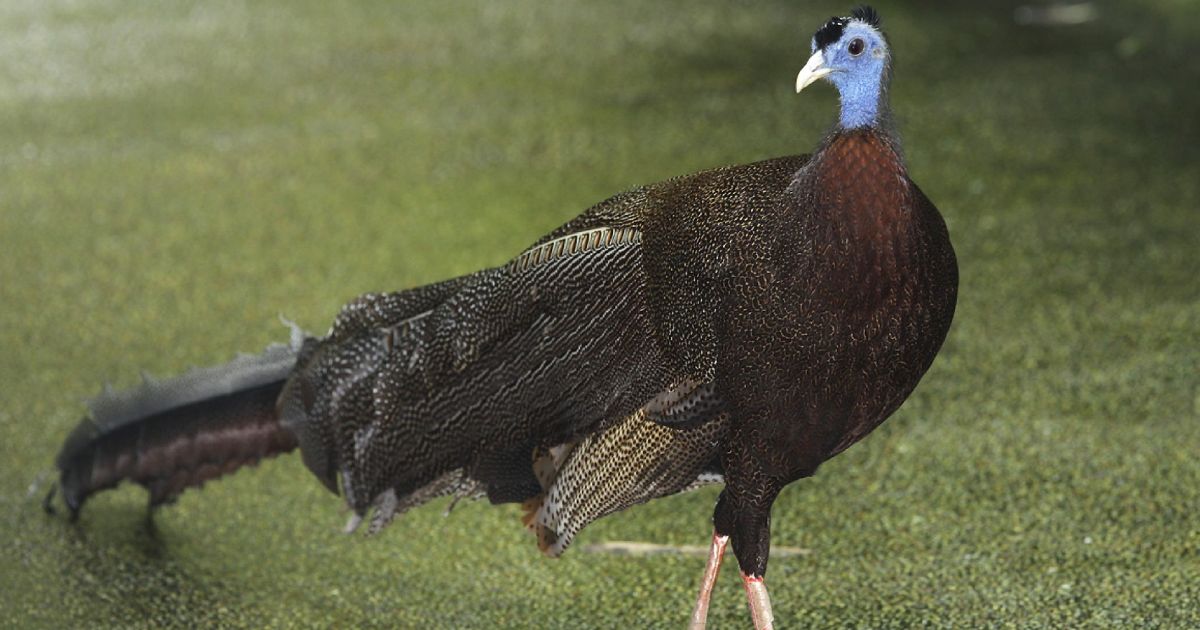 Great Argus - Bird Paradise | Mandai Wildlife Reserve