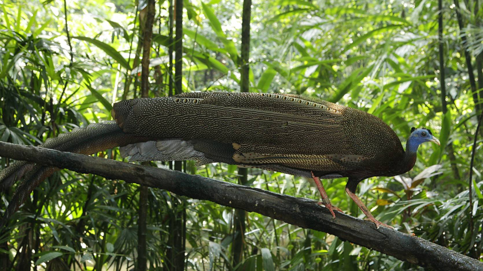 Great Argus - Bird Paradise | Mandai Wildlife Reserve