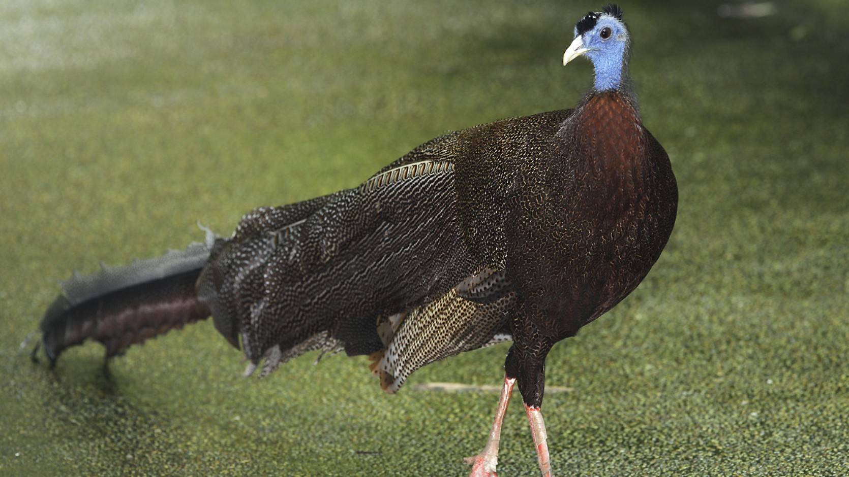 Great Argus - Bird Paradise | Mandai Wildlife Reserve