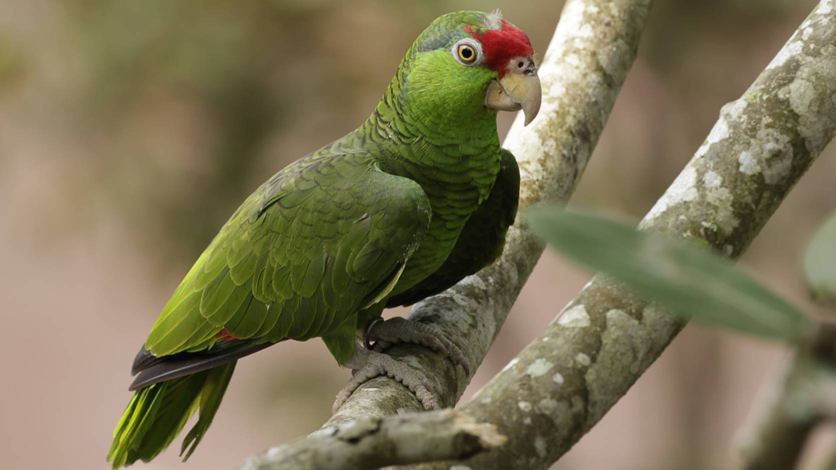 Green-cheeked Amazon - Bird Paradise | Mandai Wildlife Reserve