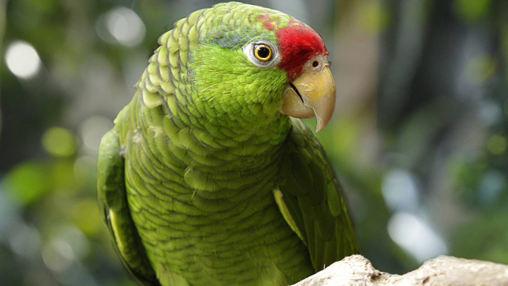 Green-cheeked Amazon - Bird Paradise | Mandai Wildlife Reserve