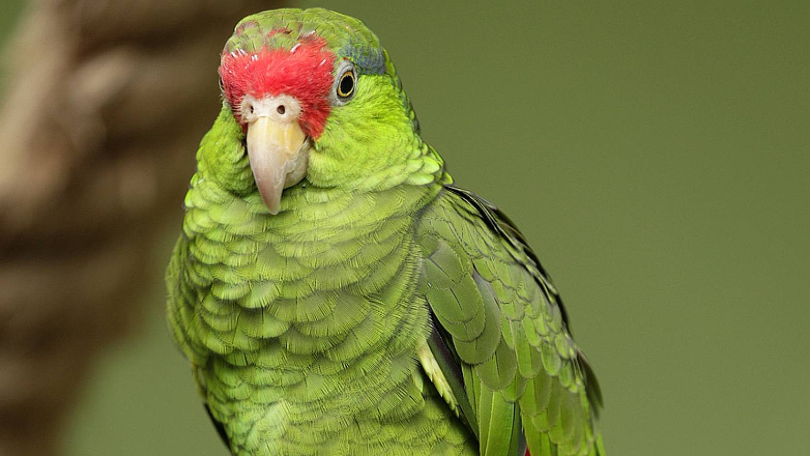 Green-cheeked Amazon - Bird Paradise | Mandai Wildlife Reserve