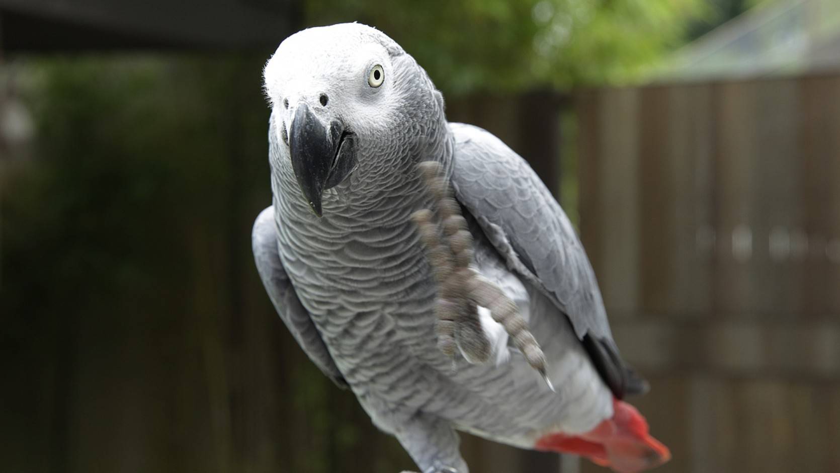 Grey Parrot - Bird Paradise | Mandai Wildlife Reserve