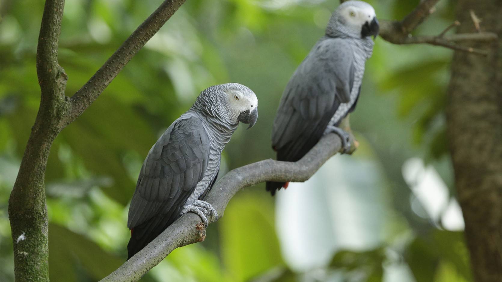 Grey Parrot - Bird Paradise | Mandai Wildlife Reserve