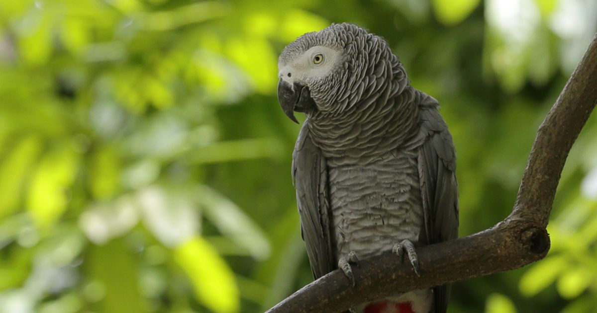 Grey Parrot - Bird Paradise | Mandai Wildlife Reserve