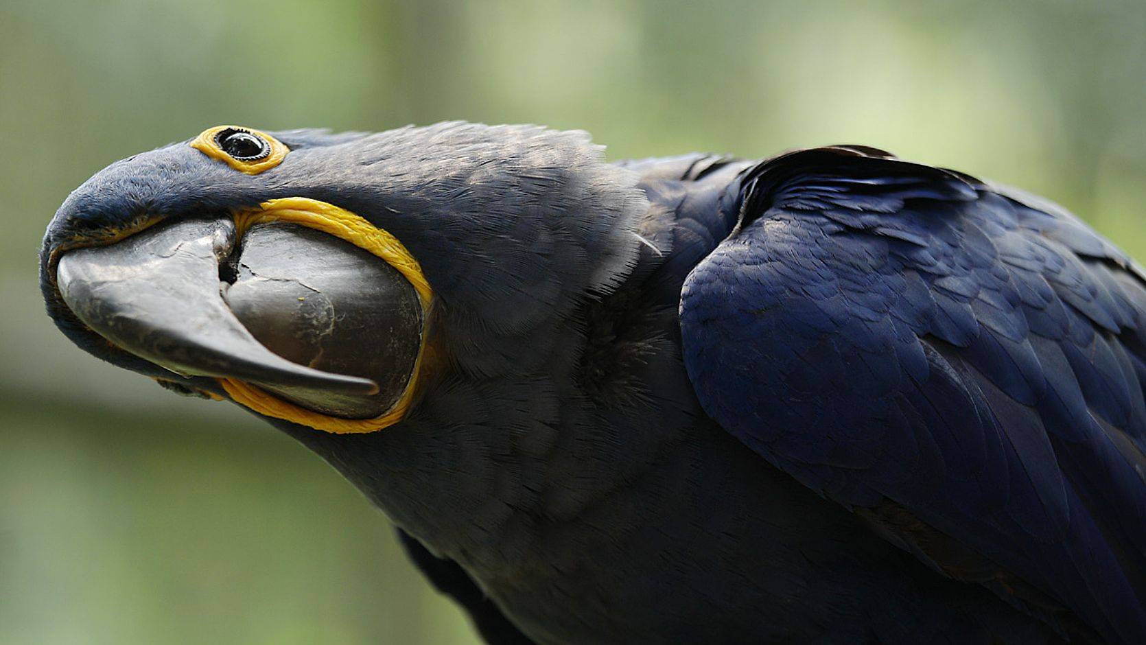 Hyacinth Macaw - Bird Paradise | Mandai Wildlife Reserve
