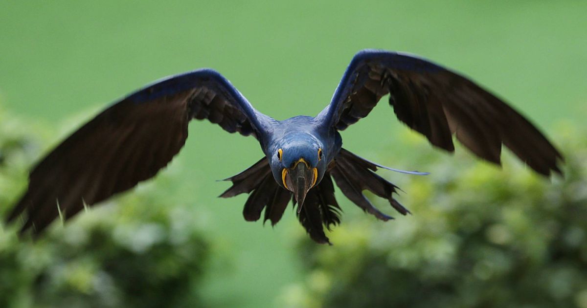 Hyacinth Macaw - Bird Paradise | Mandai Wildlife Reserve