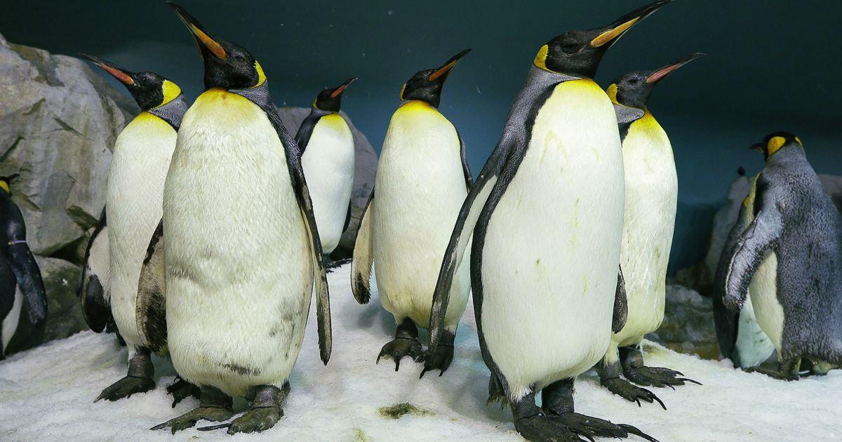 King Penguin - Bird Paradise | Mandai Wildlife Reserve
