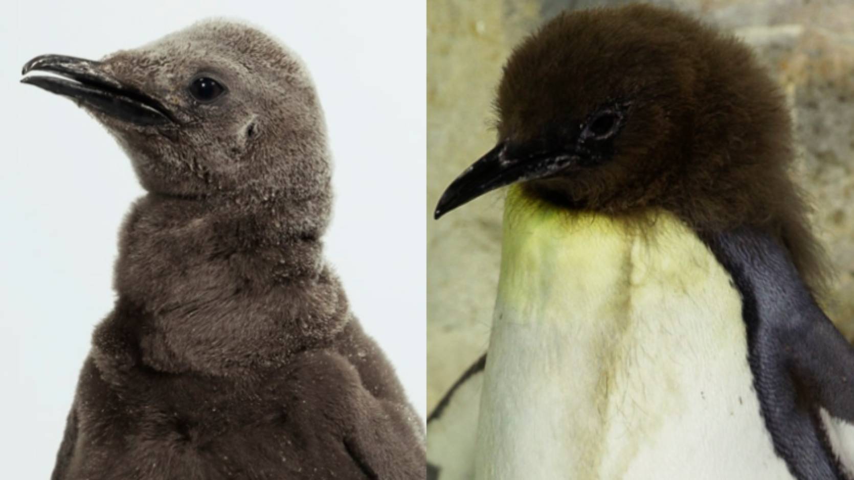 King Penguin - Bird Paradise | Mandai Wildlife Reserve
