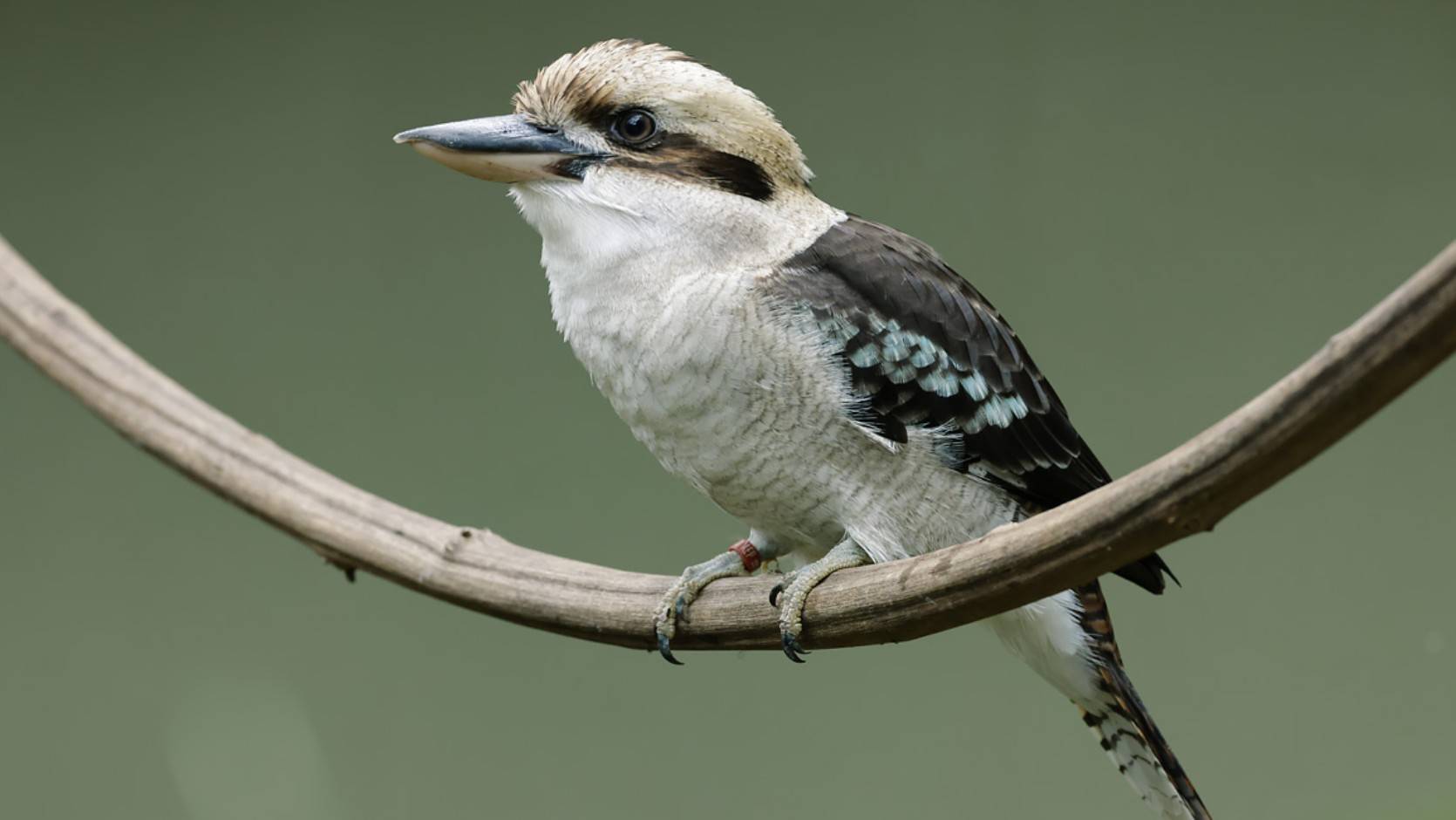 Laughing Kookaburra - Bird Paradise | Mandai Wildlife Reserve