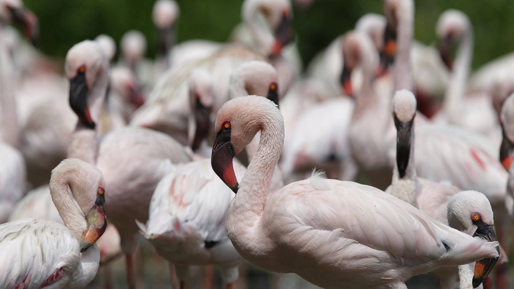 Lesser Flamingo - Bird Paradise | Mandai Wildlife Reserve