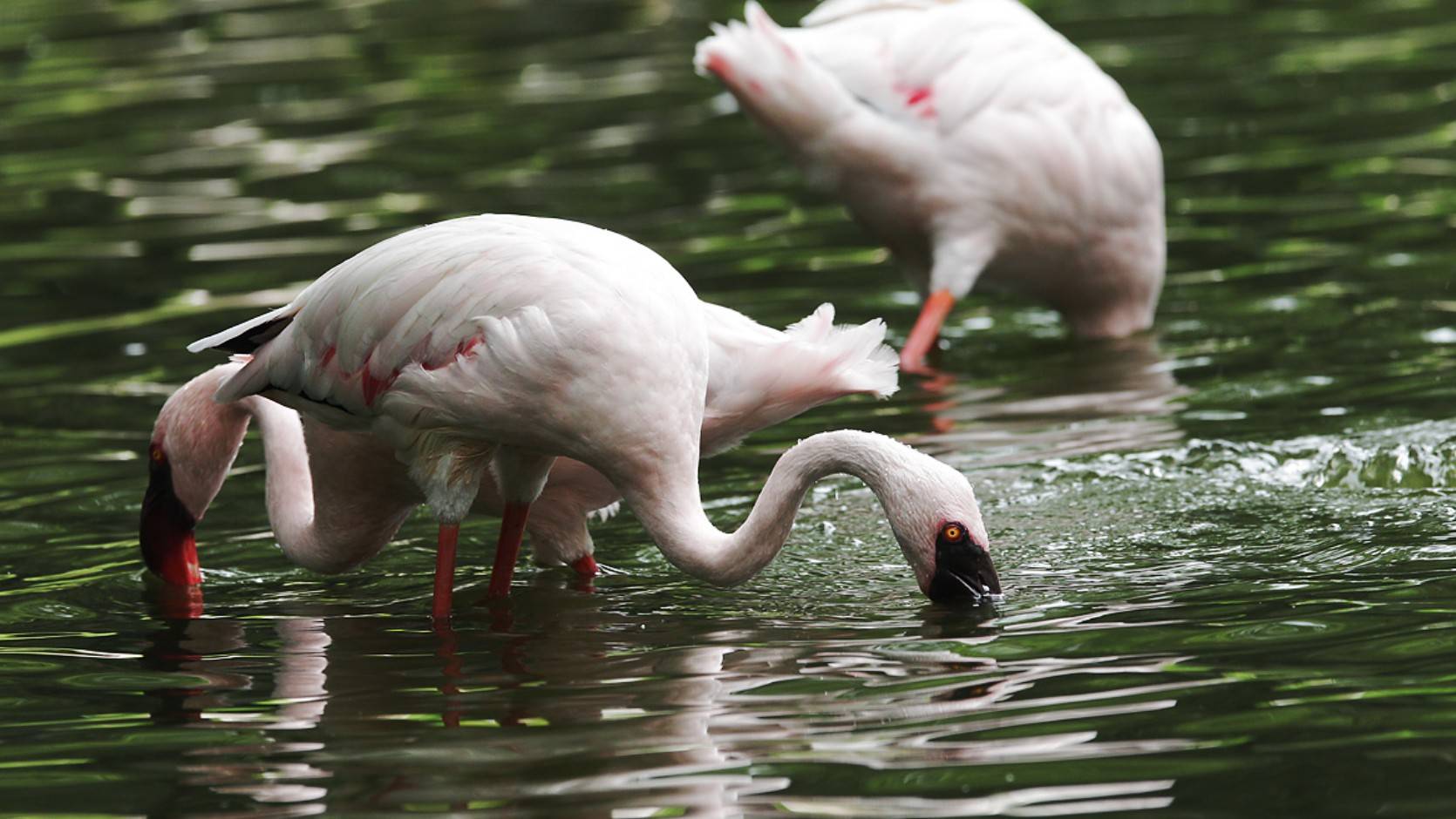 Lesser Flamingo - Bird Paradise | Mandai Wildlife Reserve