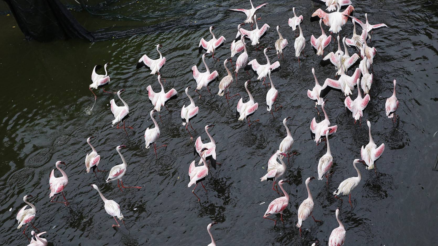 Lesser Flamingo - Bird Paradise | Mandai Wildlife Reserve