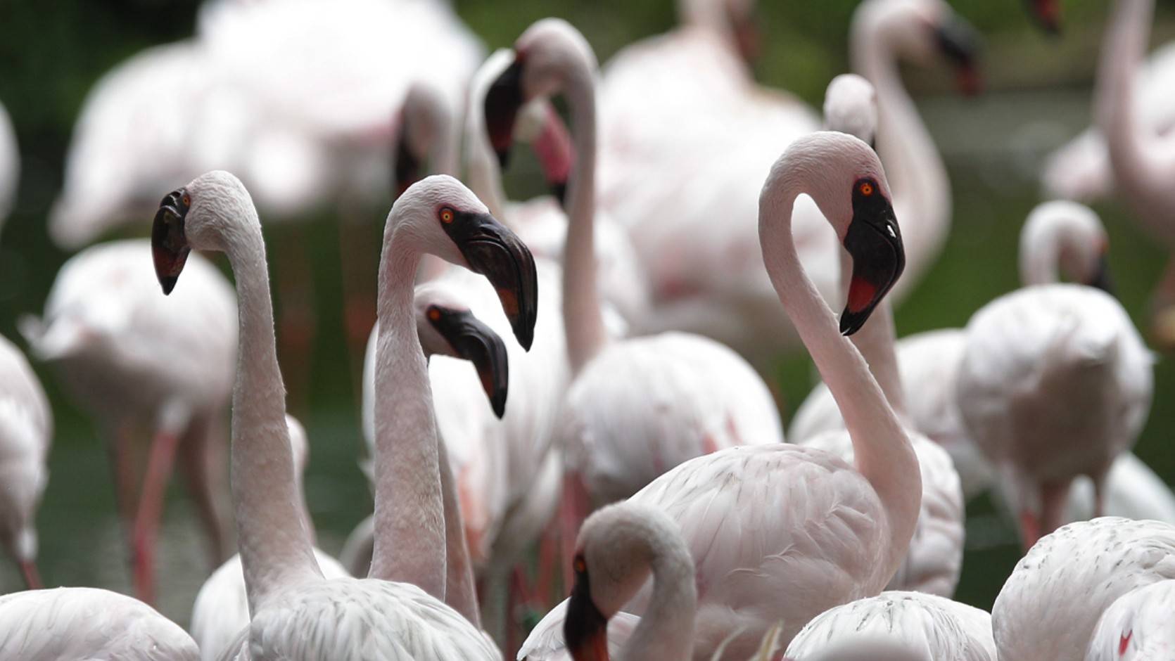 Lesser Flamingo - Bird Paradise | Mandai Wildlife Reserve