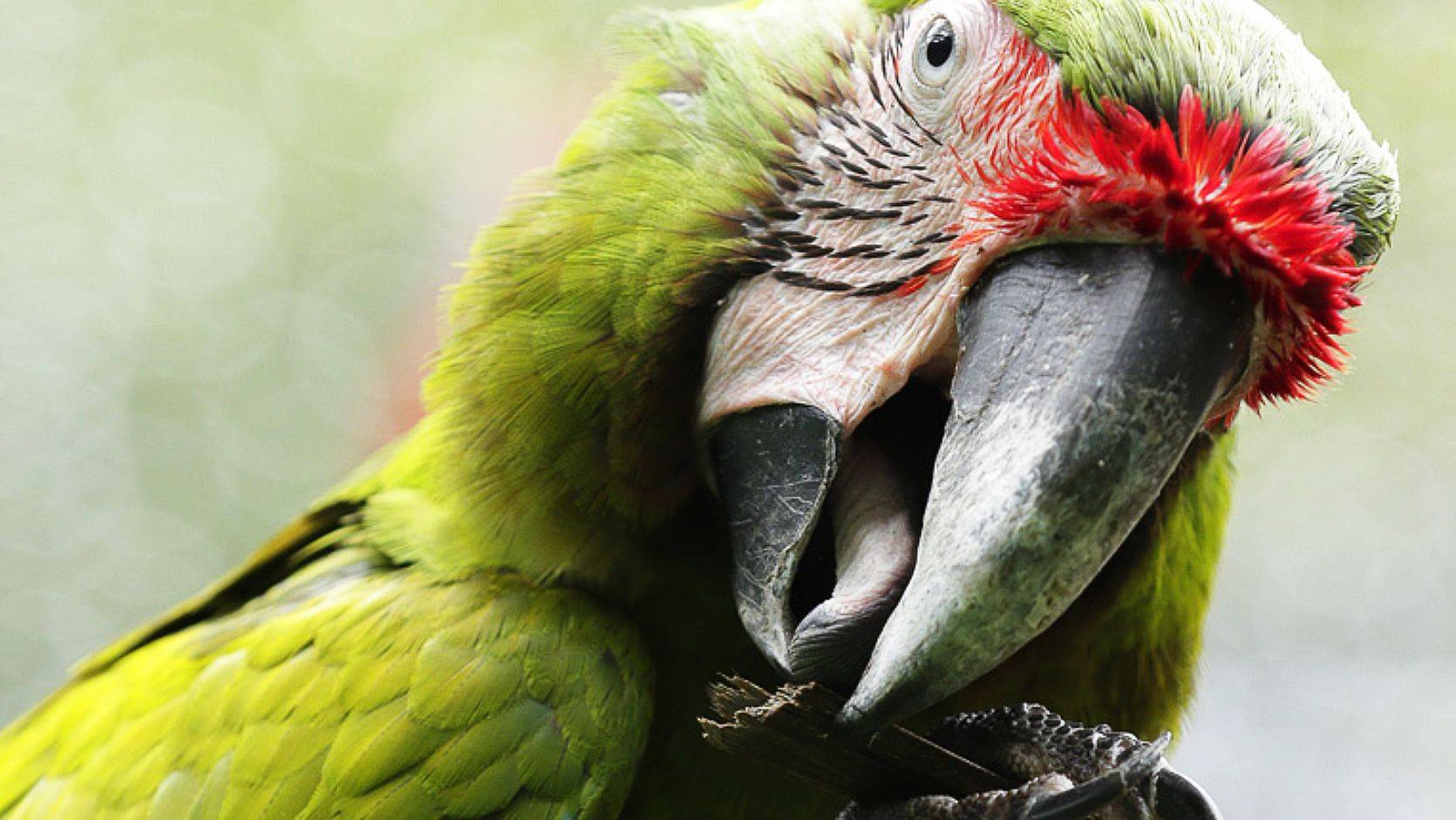 Macaw - Bird Paradise | Mandai Wildlife Reserve