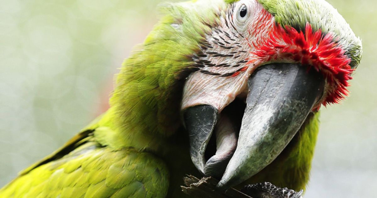 Macaw - Bird Paradise | Mandai Wildlife Reserve