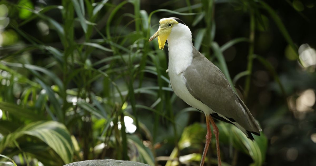 Masked Lapwing - Bird Paradise | Mandai Wildlife Reserve