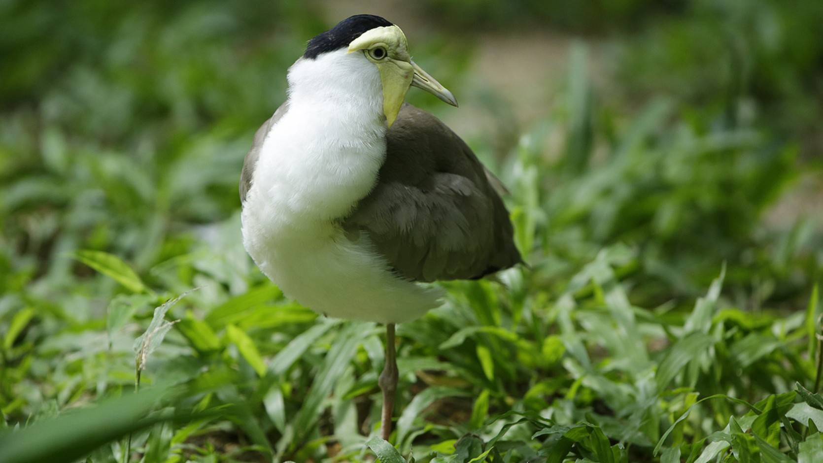 Masked Lapwing - Bird Paradise | Mandai Wildlife Reserve