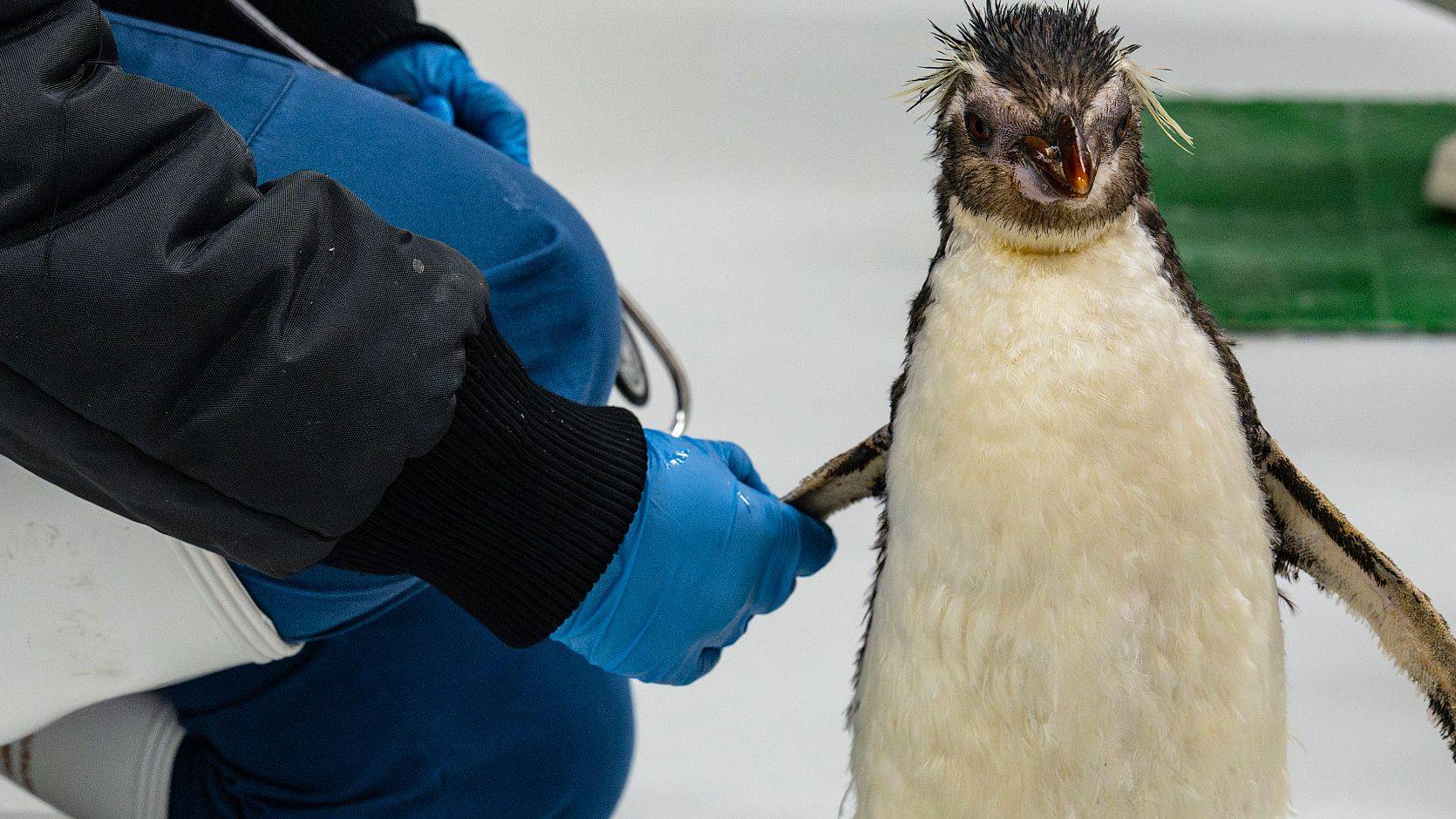 Northern Rockhopper Penguin - Bird Paradise | Mandai Wildlife Reserve
