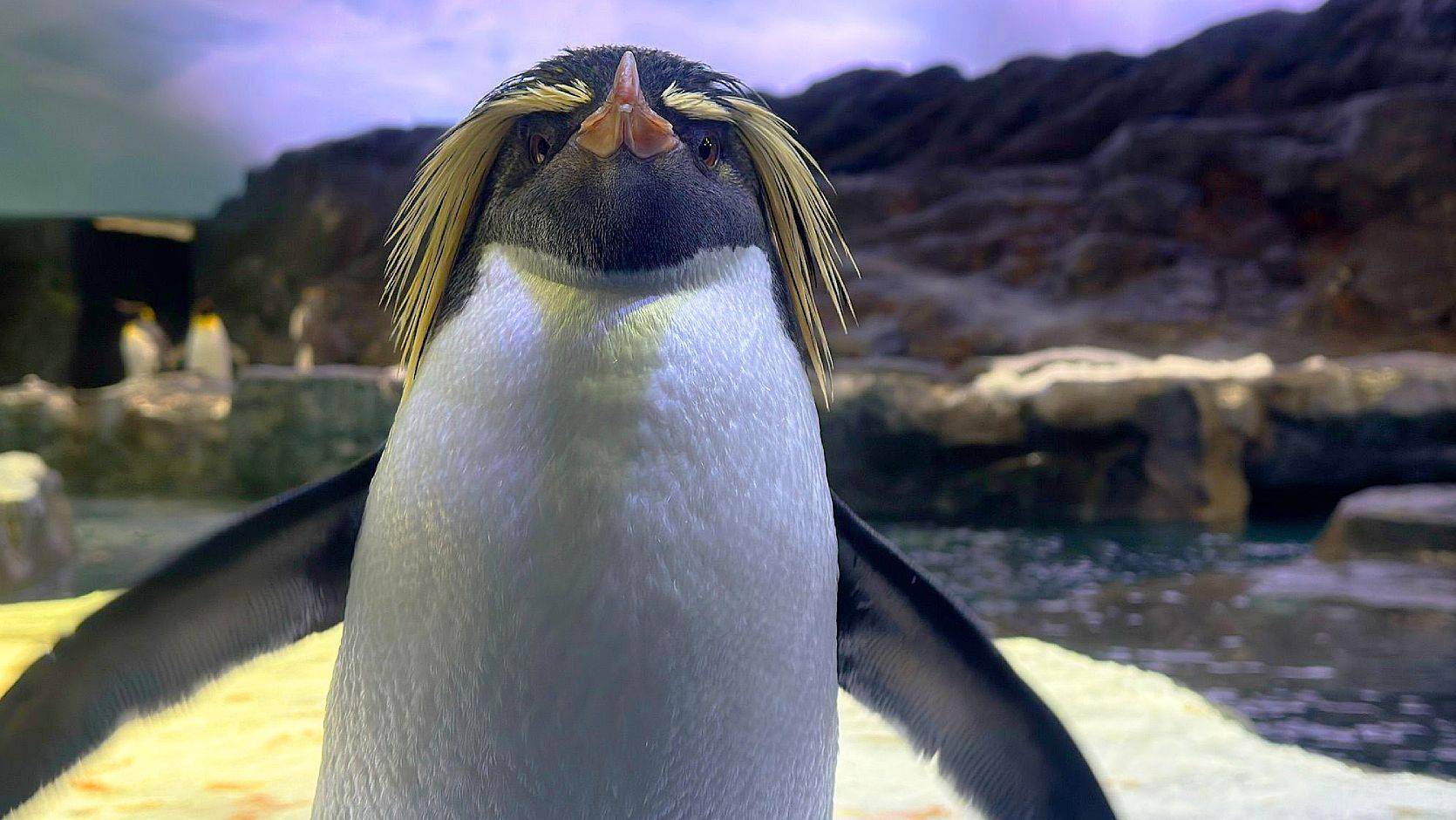 Northern Rockhopper Penguin - Bird Paradise | Mandai Wildlife Reserve