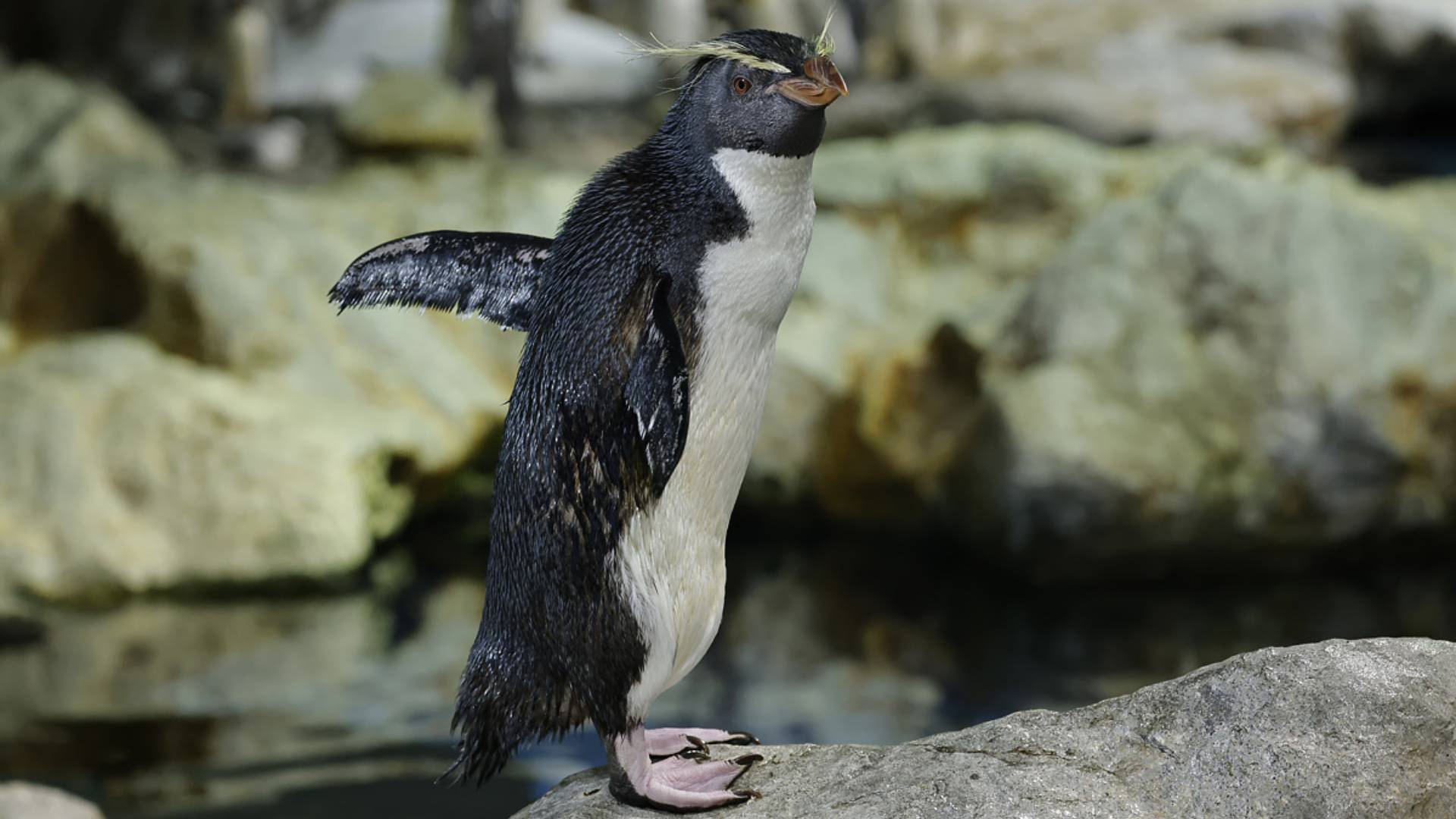 Northern Rockhopper Penguin - Bird Paradise | Mandai Wildlife Reserve