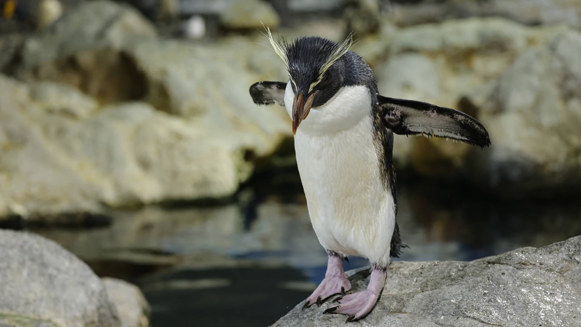 Northern Rockhopper Penguin - Bird Paradise | Mandai Wildlife Reserve