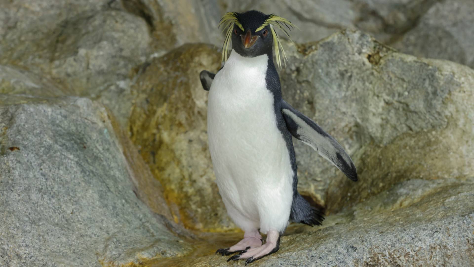 Northern Rockhopper Penguin - Bird Paradise | Mandai Wildlife Reserve