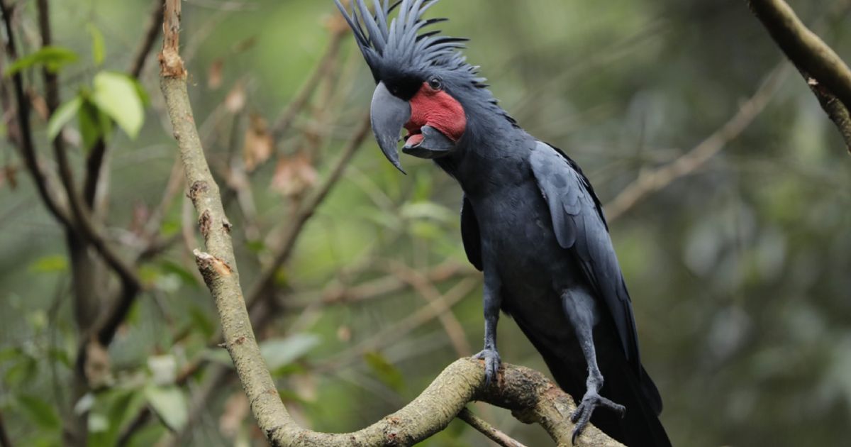 Palm Cockatoo - Bird Paradise | Mandai Wildlife Reserve