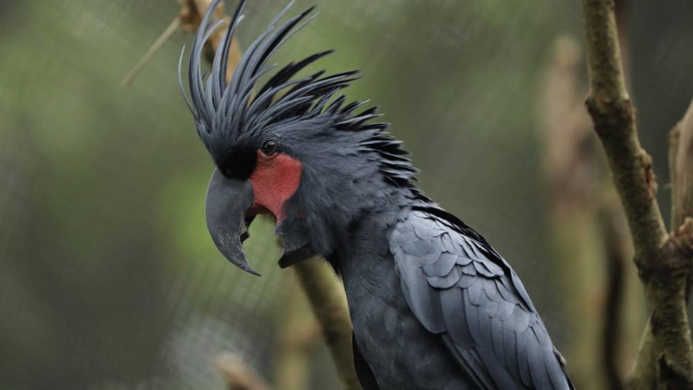 Palm Cockatoo Bird Paradise Mandai Wildlife Reserve