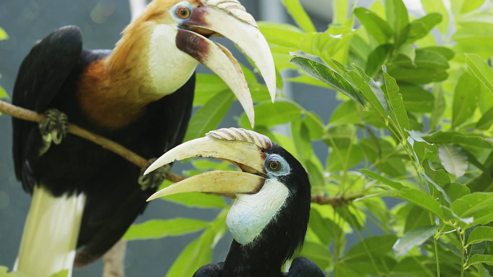 Papuan Hornbill - Bird Paradise | Mandai Wildlife Reserve