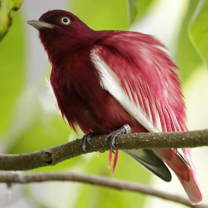 Pompadour Cotinga - Bird Paradise | Mandai Wildlife Reserve